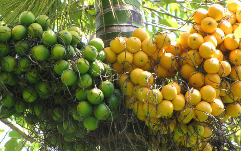 Trong y học cổ truyền, bạn đã biết tác dụng của quả cau như thế nào chưa?