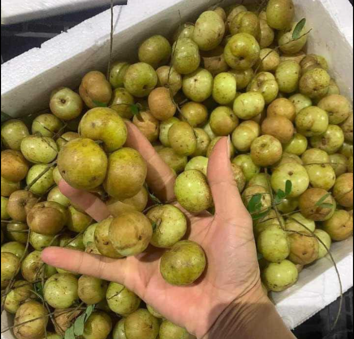 Mắc kham là quả gì? Quả mắc kham có tác dụng gì đối với sức khỏe