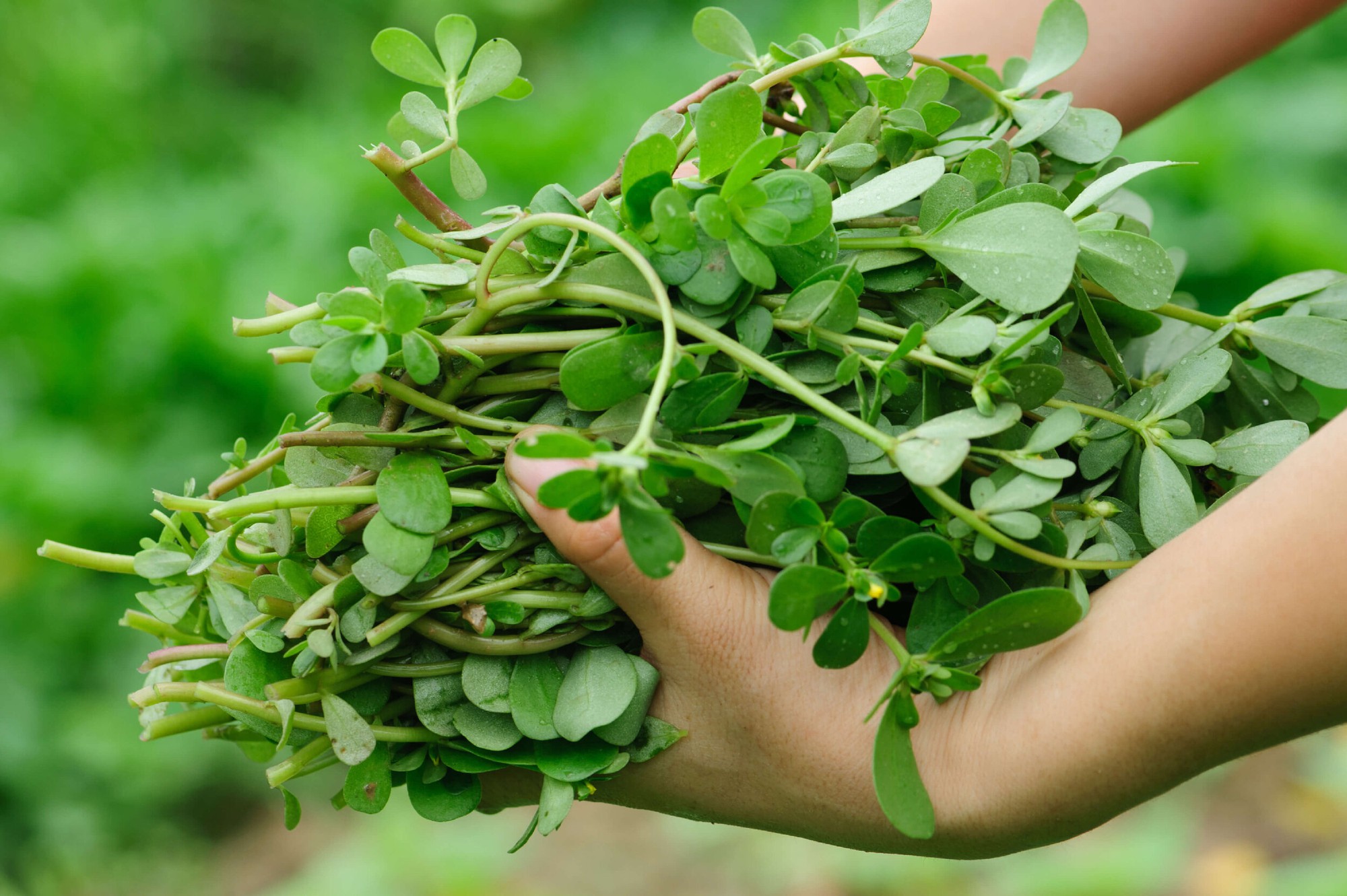 Bất ngờ với 5 lợi ích của rau sam đối với sức khoẻ