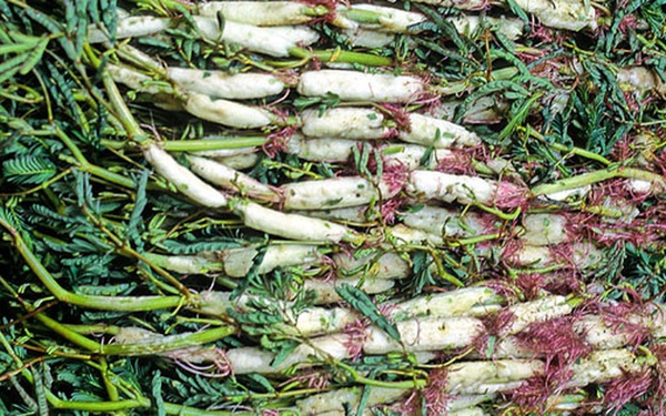 Tìm hiểu về công dụng rau nhút cho sức khỏe tuyệt vời