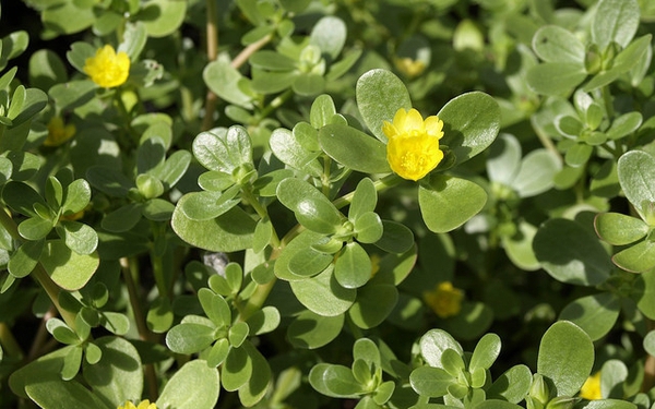 Bất ngờ với 5 lợi ích của rau sam đối với sức khoẻ