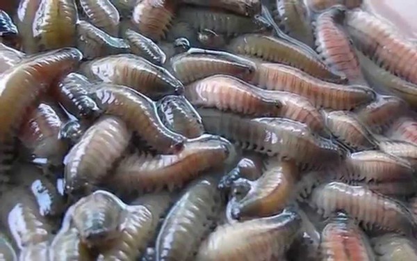 con rươi là con gì, tin tức Sức Khỏe Mới Nhất Con rươi là con gì? Các ...