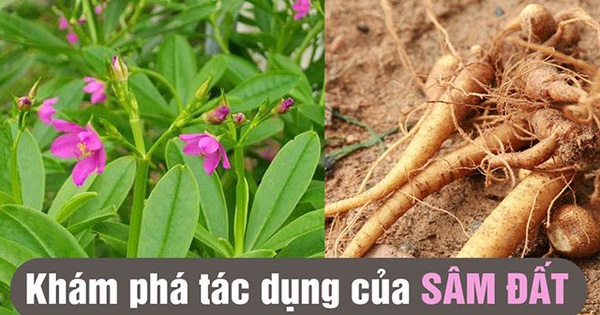 Củ sâm đất là gì? Tác dụng của củ sâm đất có thật sự thần kỳ như lời đồn